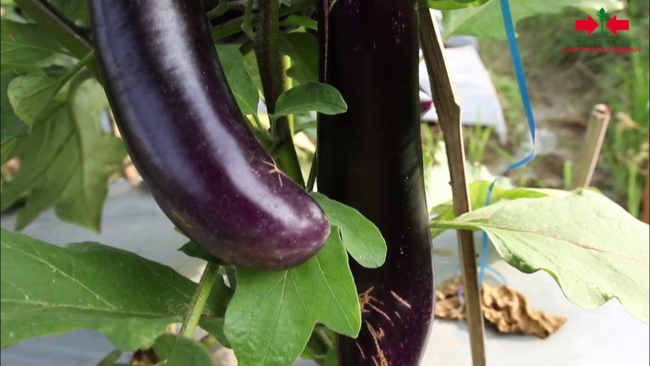 YUVITA F1,Terong Ungu YUMI Generasi Baru - YouTube