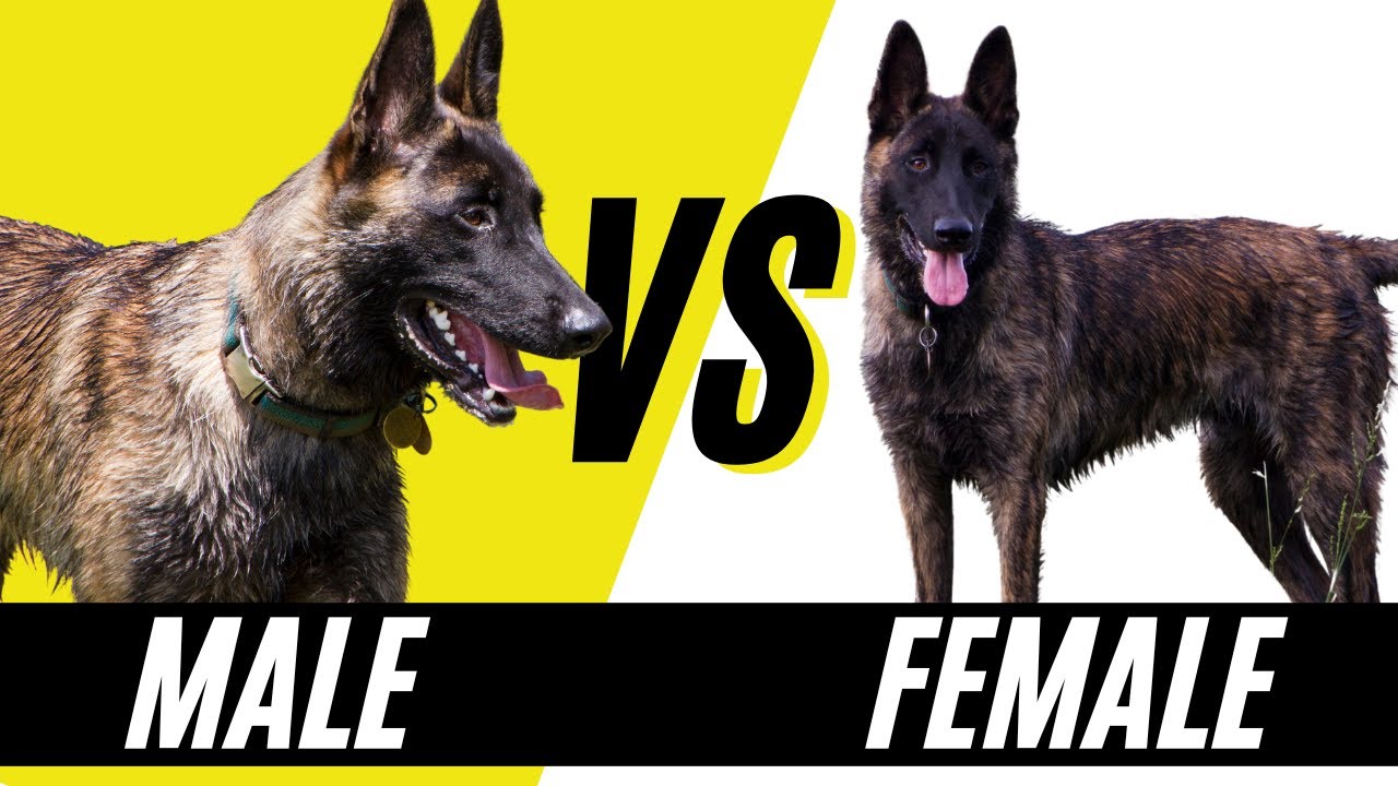 Male Dutch Shepherd VS Female Dutch Shepherd - Compare and Contrast ...