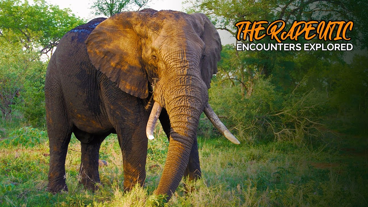 The Healing Power of Elephants: Therapeutic Encounters Explored ...