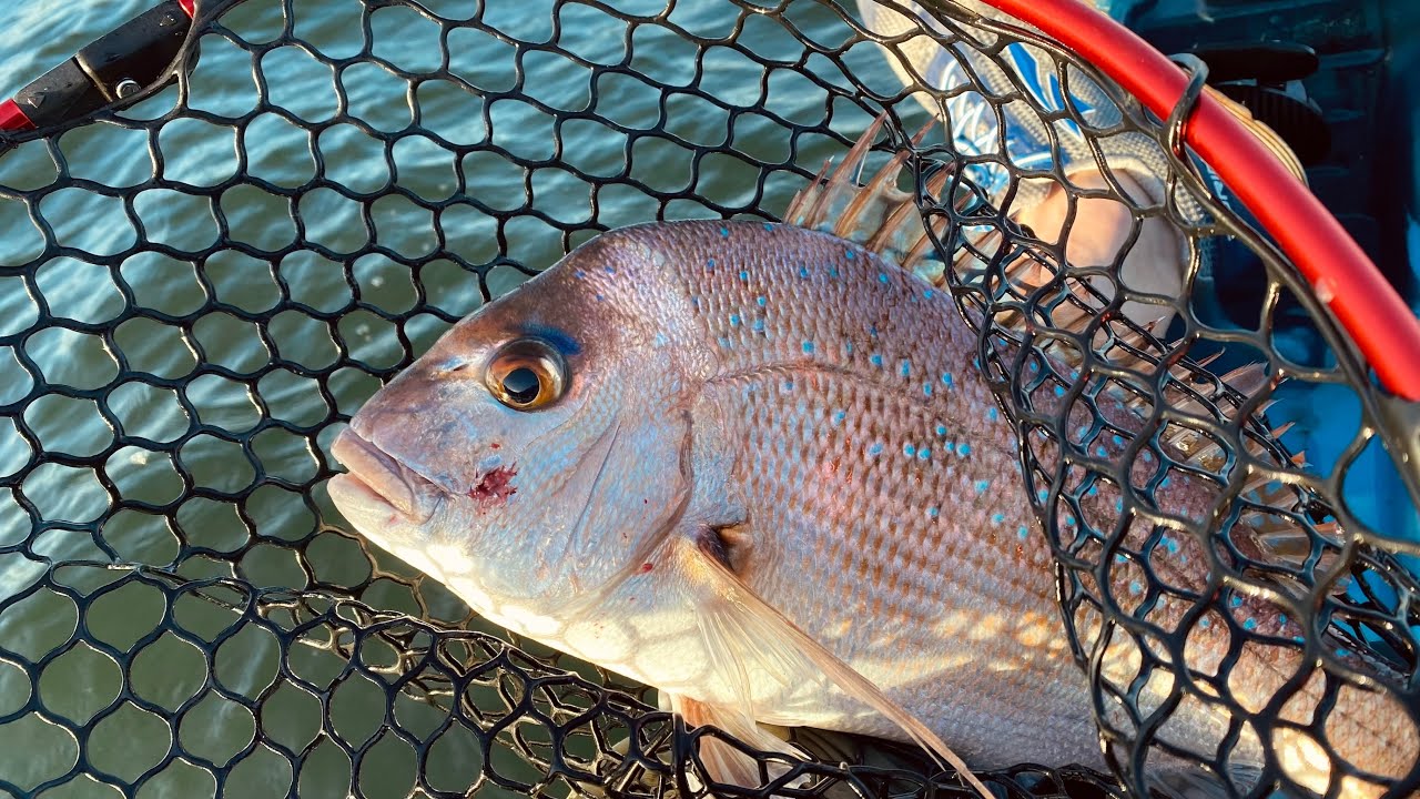 Kayak Fishing - Redcliffe - YouTube