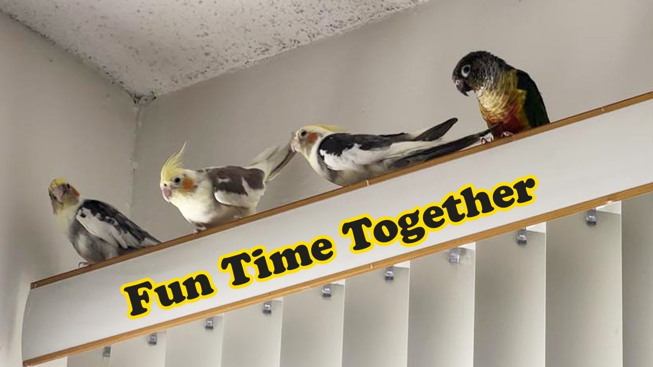 The FUNNIEST Pet | Funny Birds Video Compilation | Funny and Cute ...
