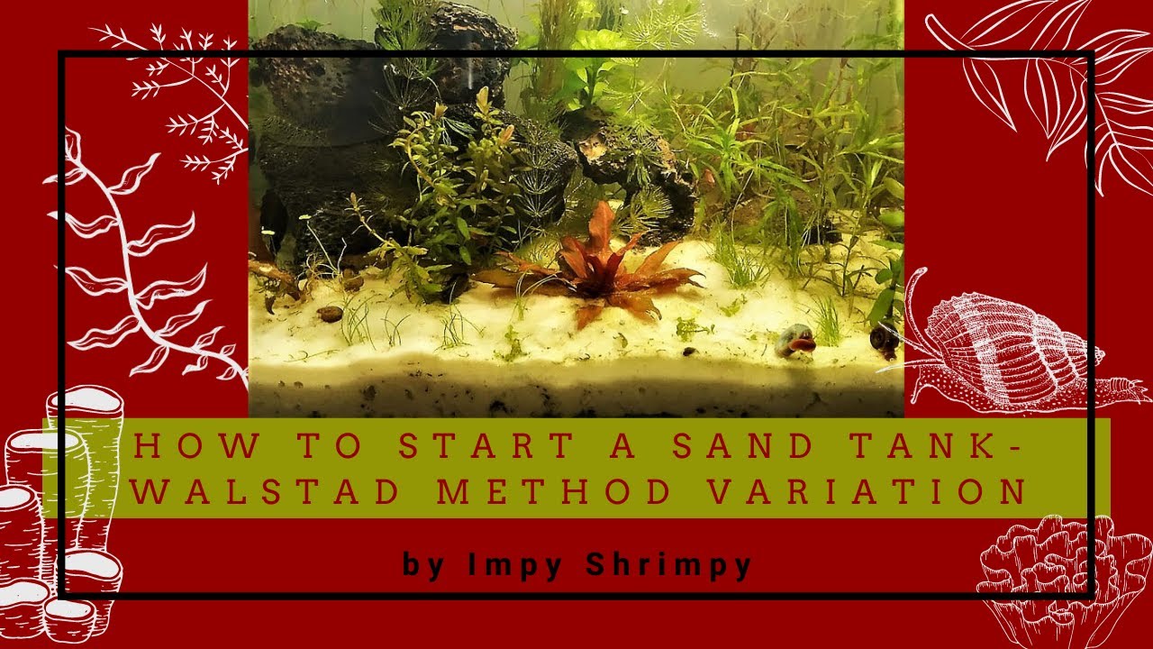 How to start a low tech sand tank - Walstad method variation - YouTube