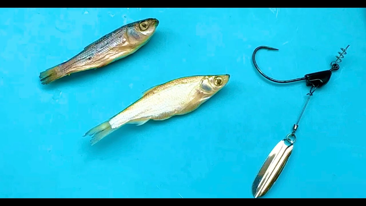 How to hook dead prey - YouTube