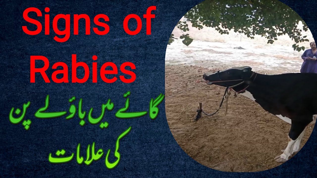 Signs of Rabies in cattle|Clinical signs|Symptoms|मवेशियों में रेबीजm ...