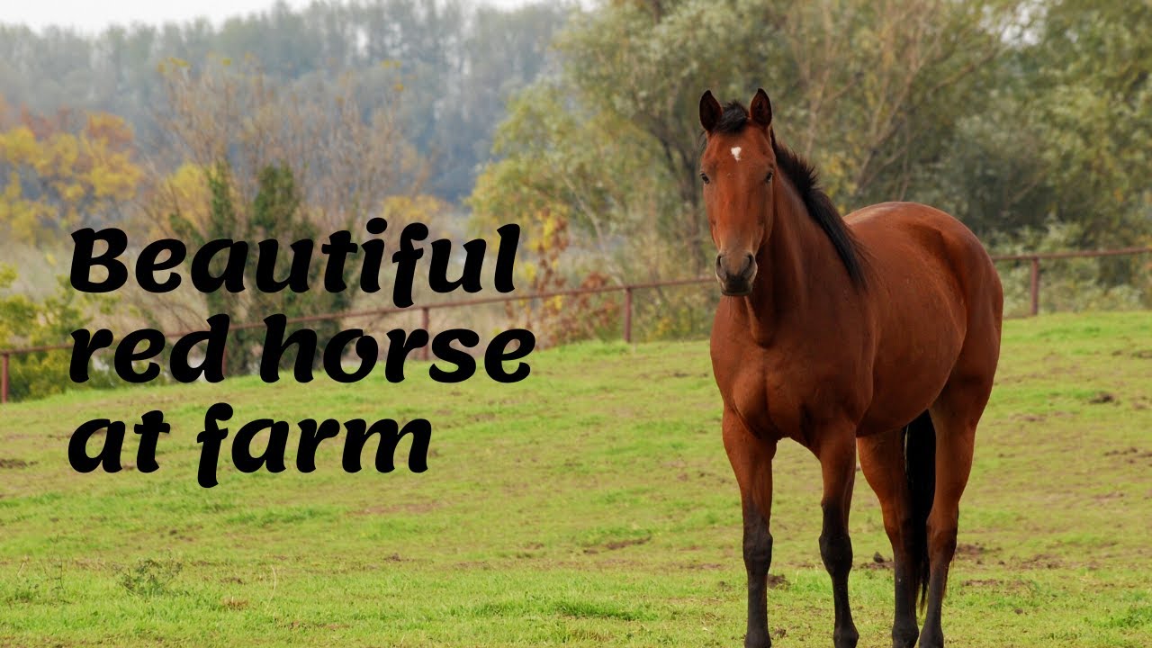 Beautiful red horse at farm Animal Farm House - YouTube