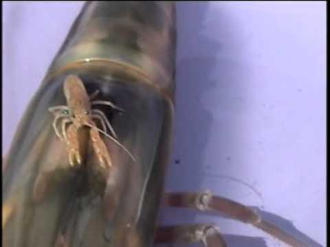 acamayas en Cuetzalan.mpg - YouTube