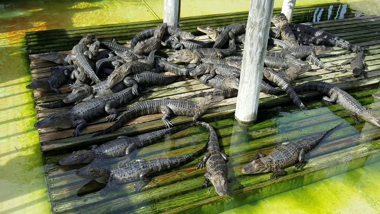 Juvenile American Alligators At Gator Land - YouTube
