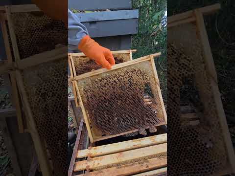 Mice have killed this hive. #beekeeping #bee #honey #mice