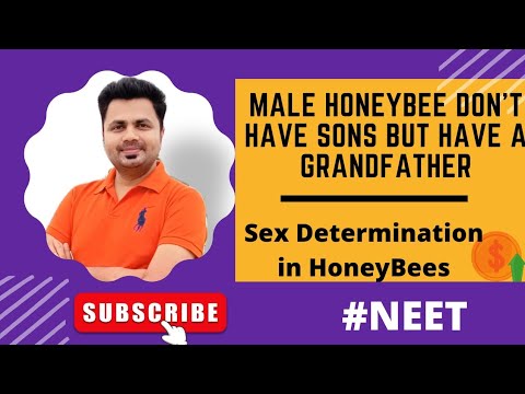 Sex Determination in Honey Bees #neet #ncert #biology - YouTube