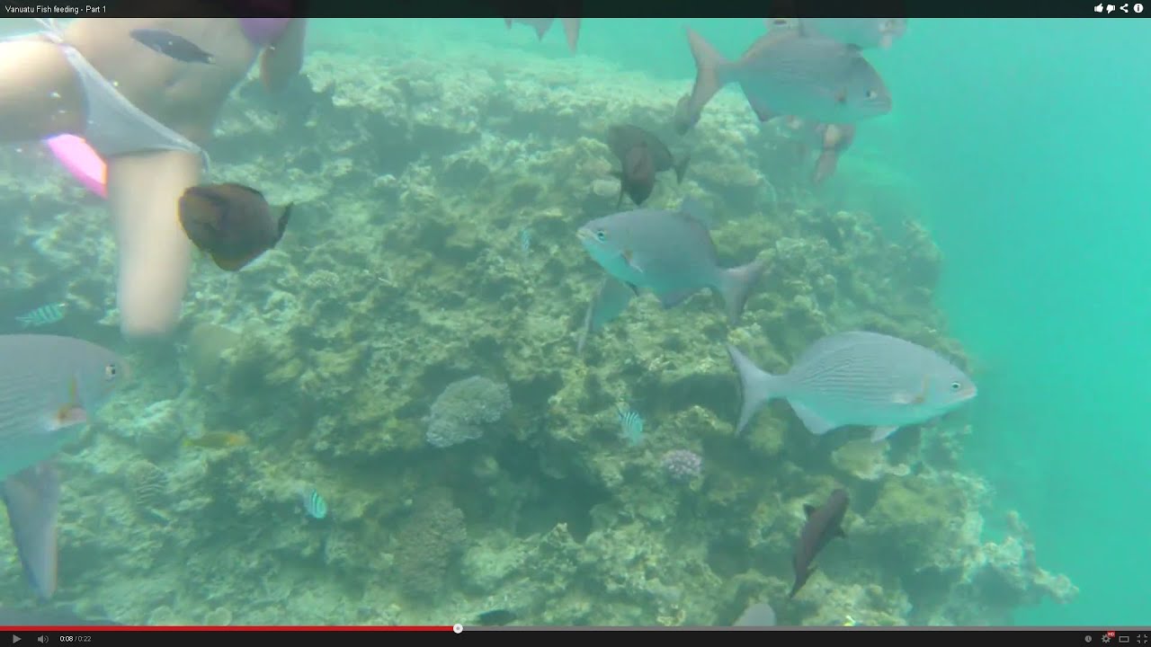 Vanuatu Fish feeding - Part 1 - Hideaway Island - YouTube
