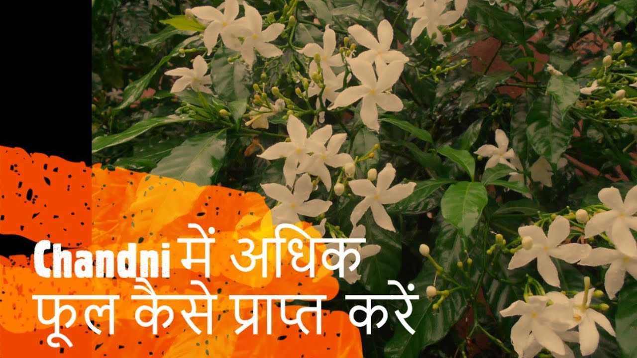 How to grow Chandni plant .. maximum flowers yeild../चांदनी के पौधे में ...