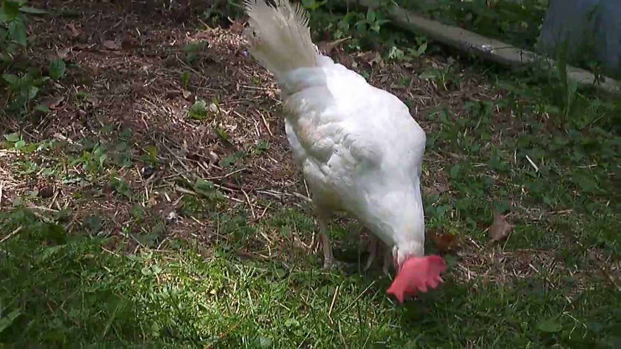 Poule qui picore - YouTube