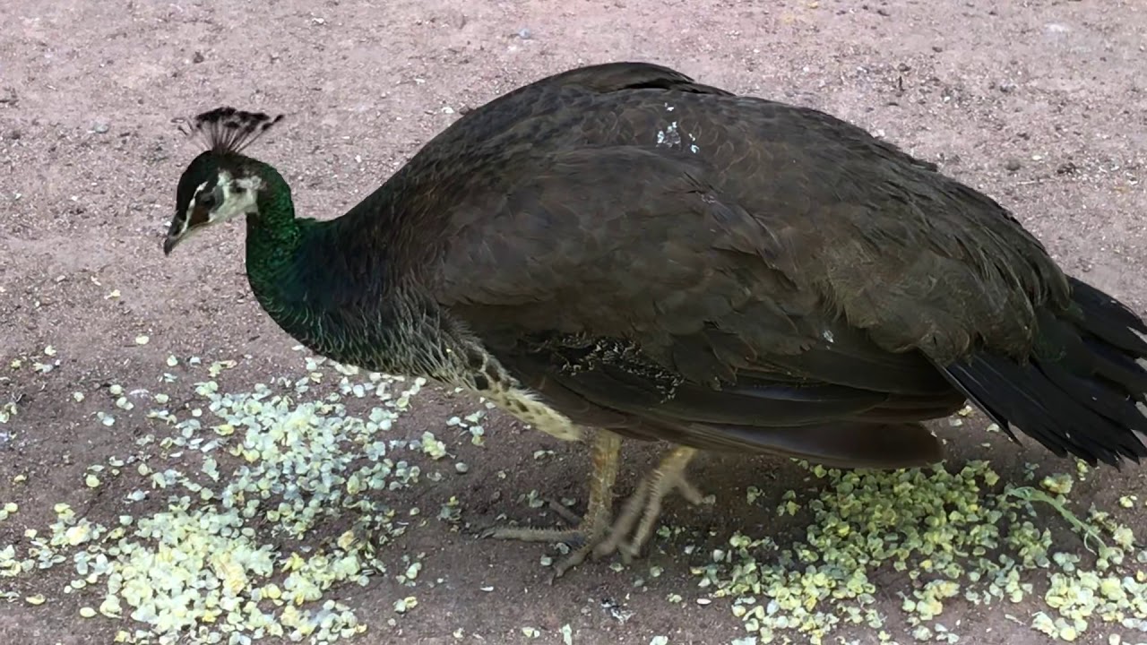 Conheça a Pavoa 🦚 - Fêmea do Pavão. - YouTube