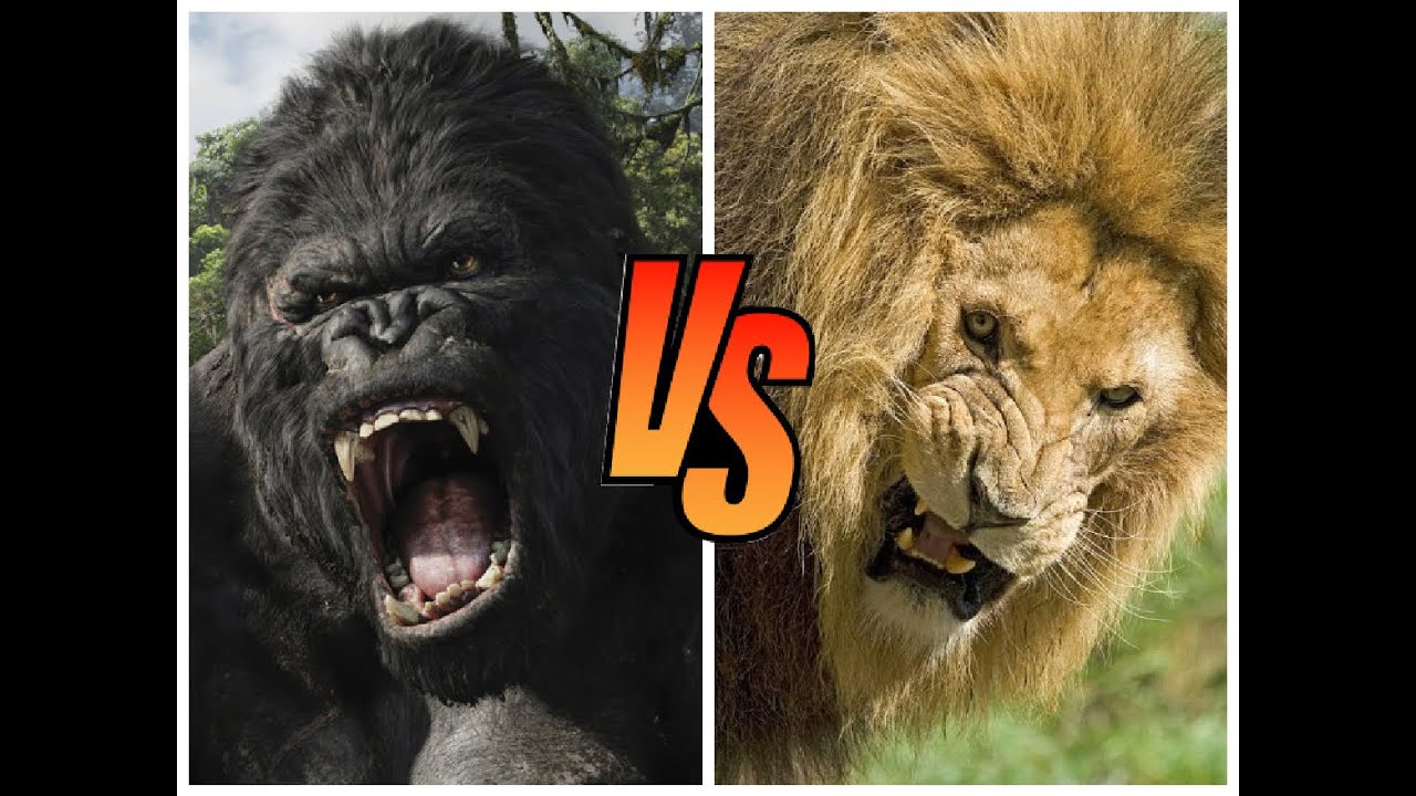 KING KONG VS LEON ¿Quién Gana? | COMBATE (ESPECIAL 1080 SUSCRIPTORES ...