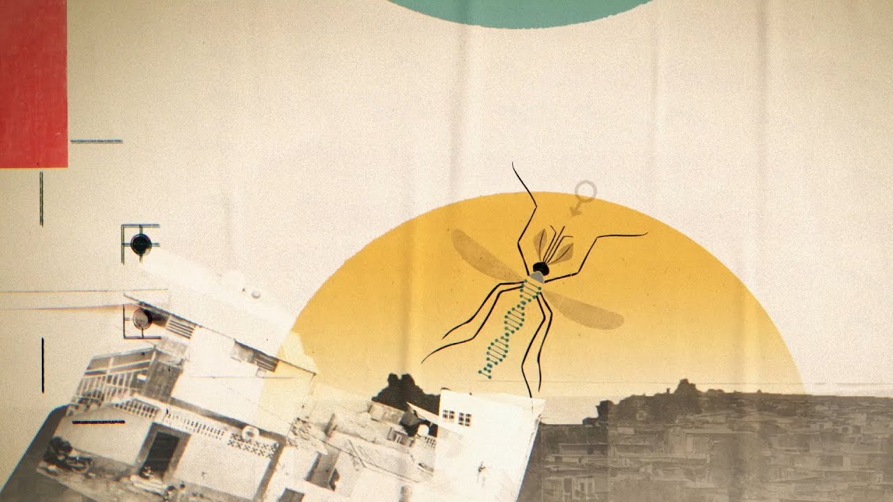 The world’s newest weapon against malaria? Mosquitoes - YouTube