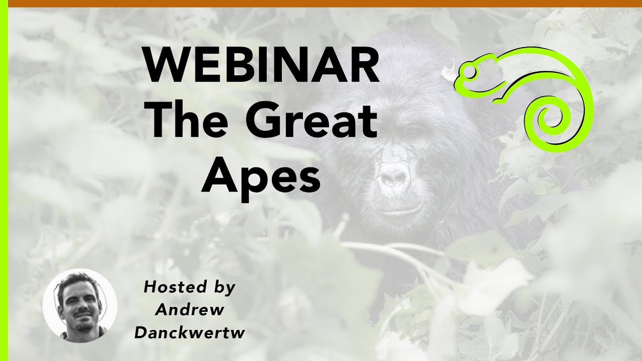Webinar - The Great Apes - YouTube