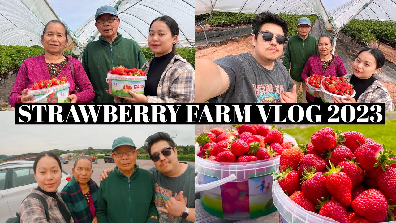Strawberry Farm मा गएर पेट फुट्ने गरि खायियो हौ Guys haru 🤣 !summer ...