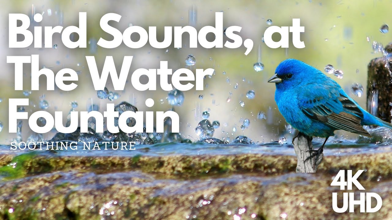 The water fountain sounds relaxing birds 🐦 ⛲ - YouTube
