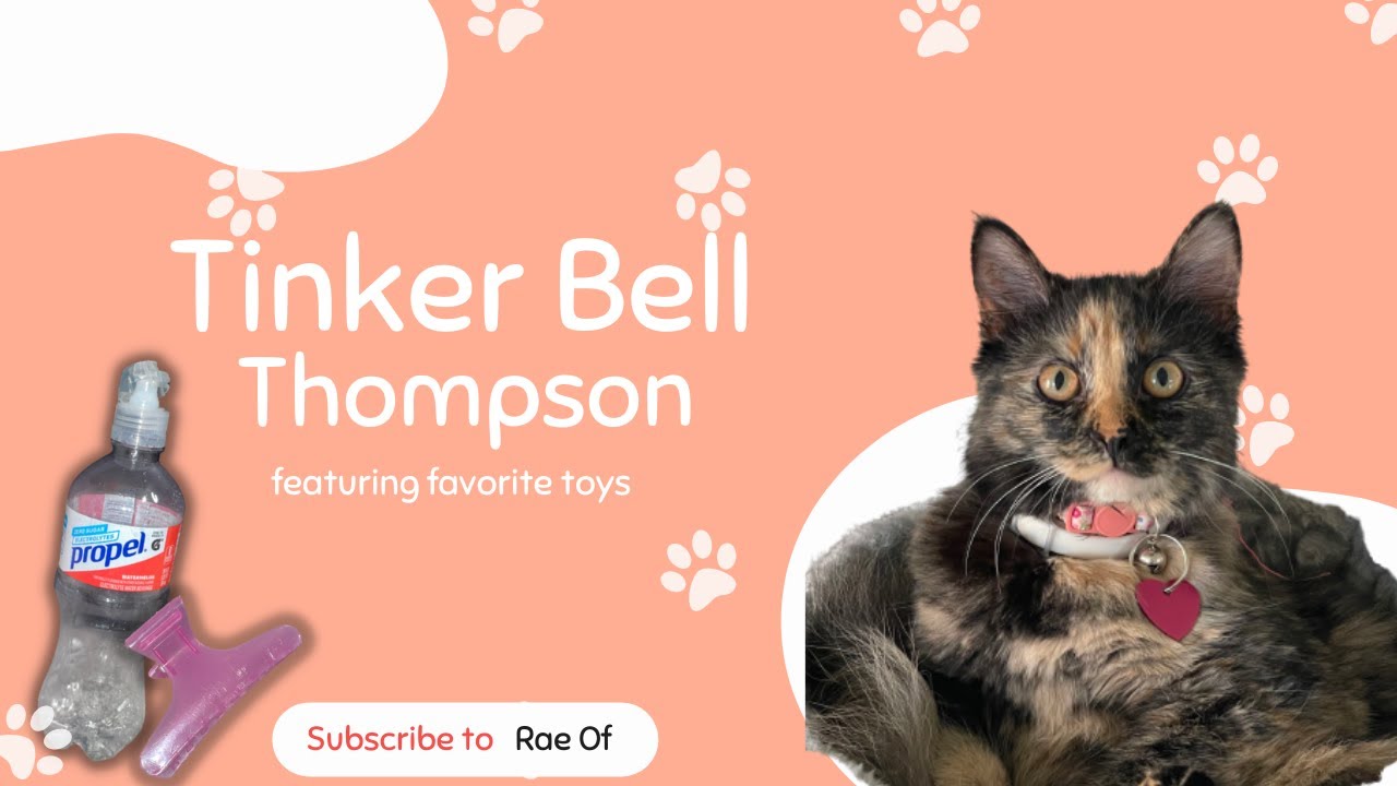 Cat Playing with Toys | Tinker Bell Thompson - YouTube