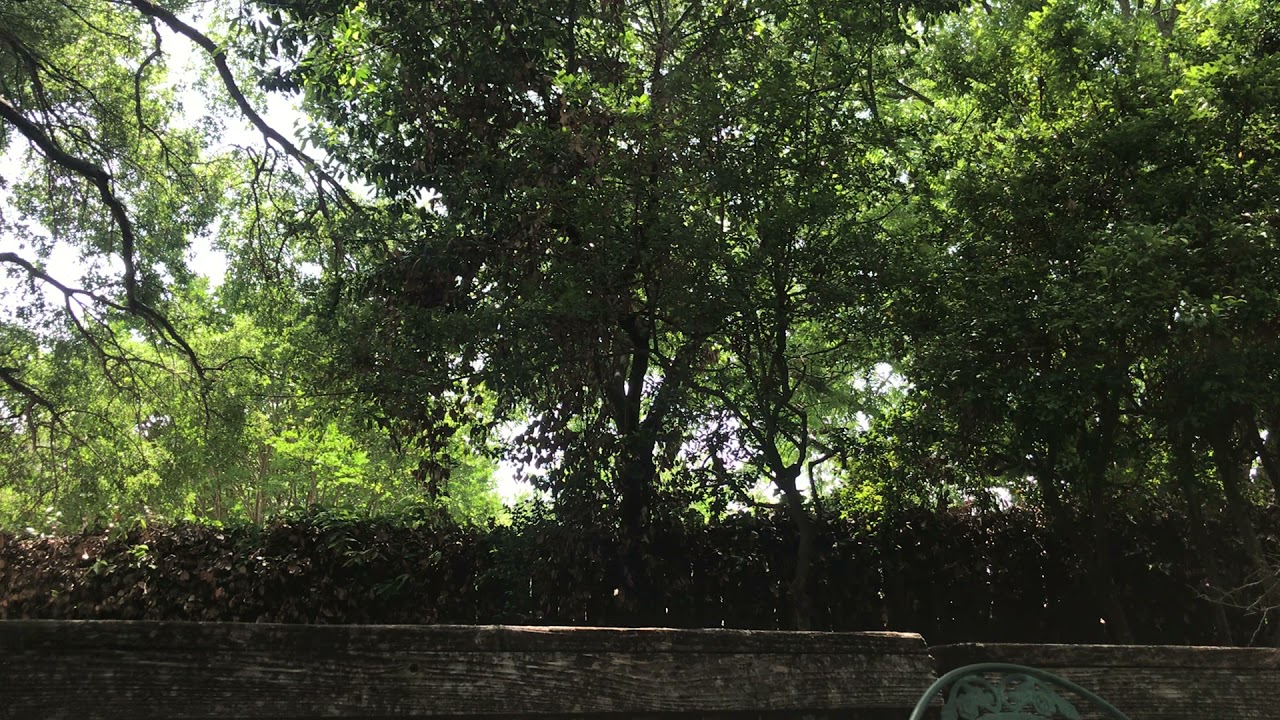 Zen Time - Gatha Meditation - YouTube