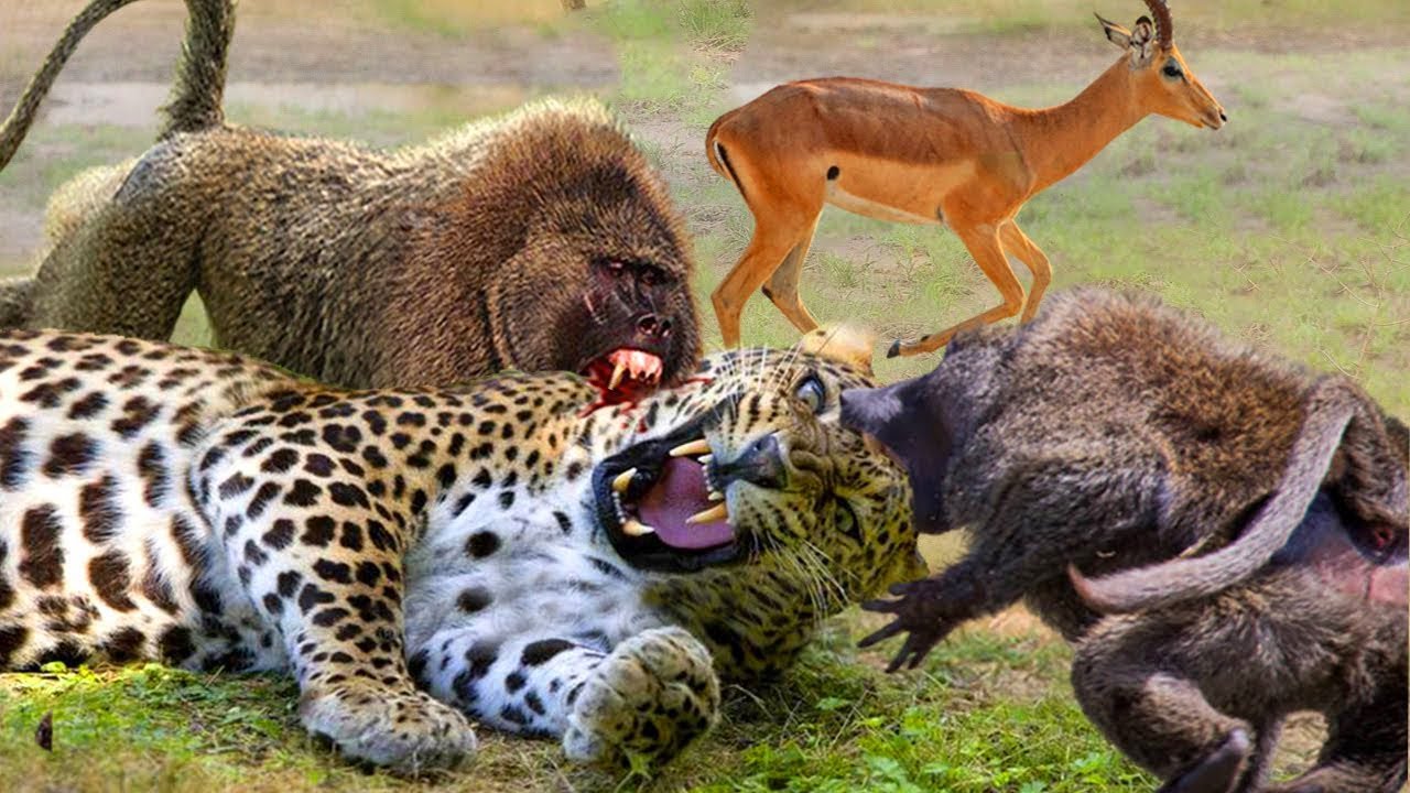 Do You Believe That? Baboons Like God Rush To Attack Leopard To Save ...