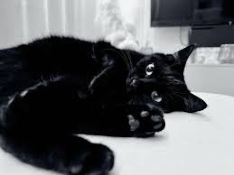 David Gilmour - Black Cat (guitar cover) - YouTube