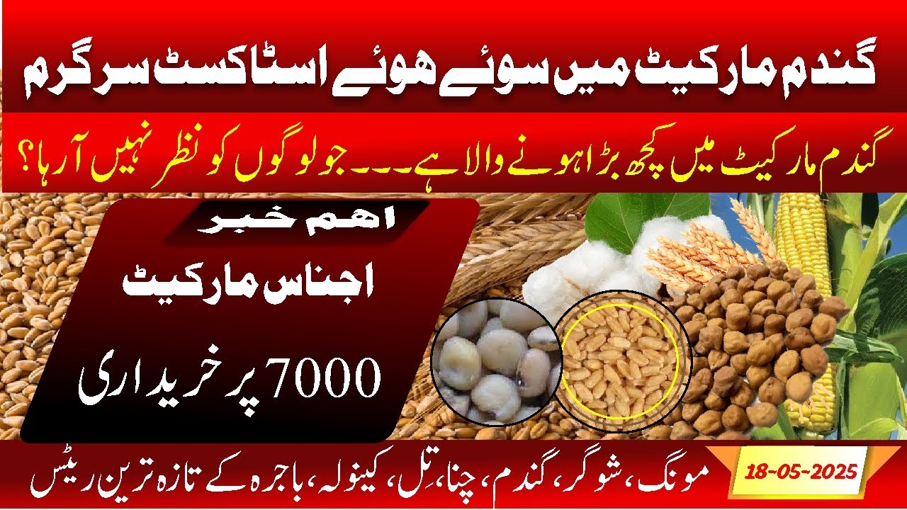 today-wheat-report-2025-guar-price-today-chana-rate-in-pakistan