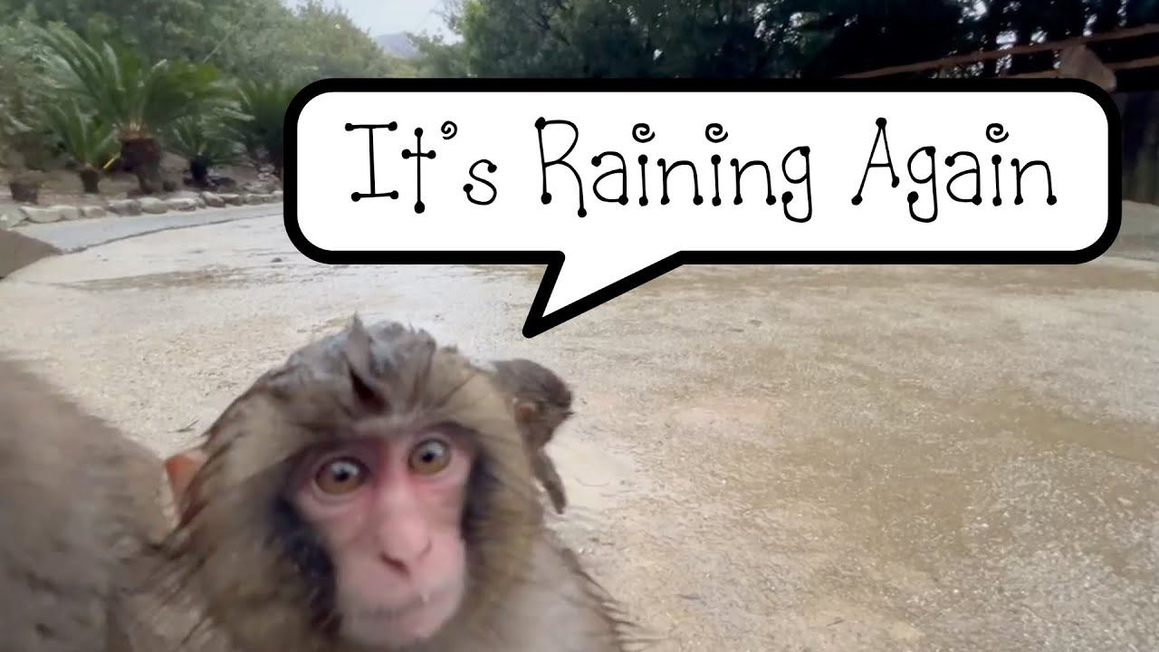 It’s raining again - YouTube