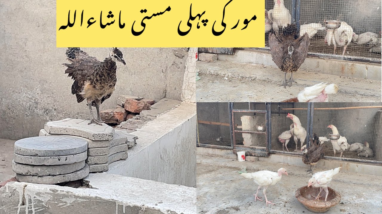 Mor Ny nachna start kr deya - YouTube