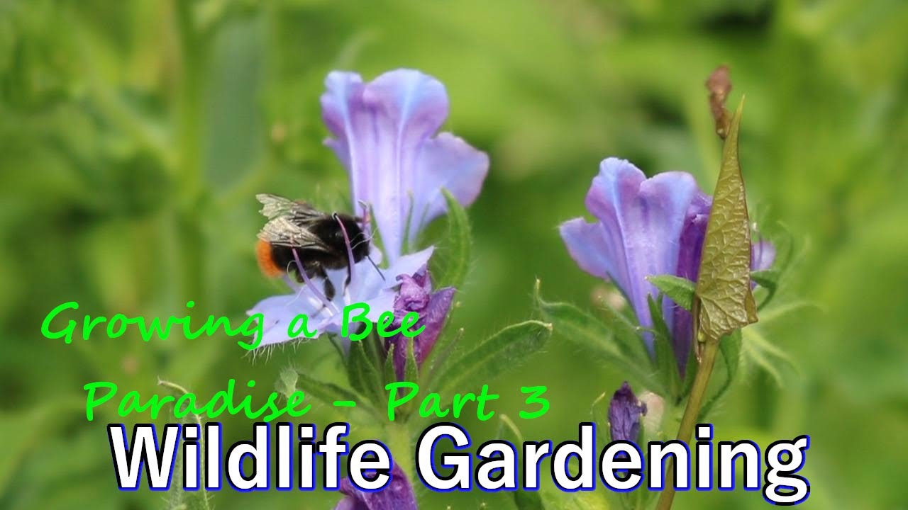 Growing a Bee Paradise - Part 3 - enjoying the sight and sound of the ...