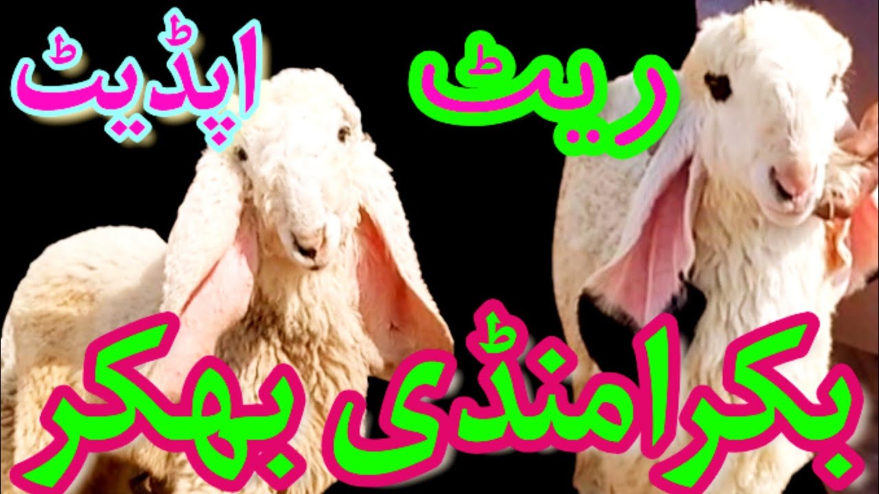 Visit to Sheep and Goat Market District Bakhar Pakistanبھکربکرامنڈی ...