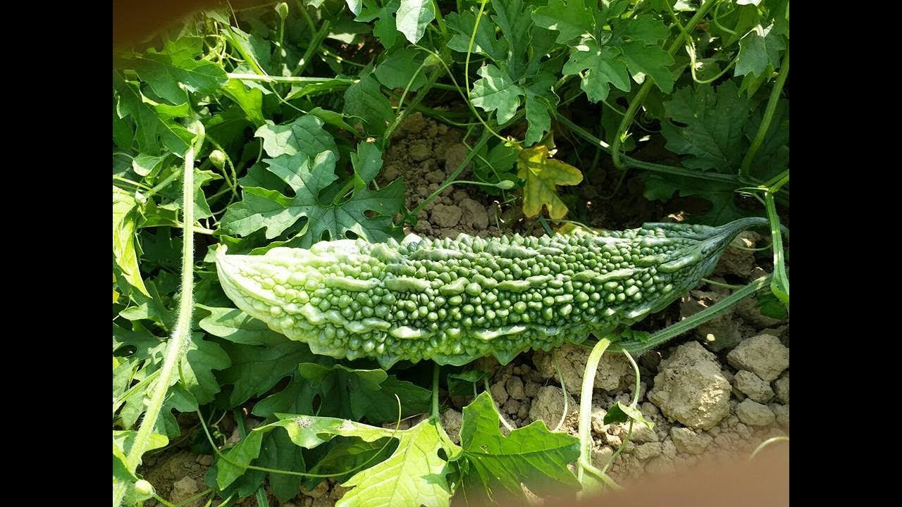 New Method Of Karaila Bitter Gourd Farming In Pakistan Urdu Hindi new-method-of-karaila-bitter-gourd-farming-in-pakistan-urdu-hindi