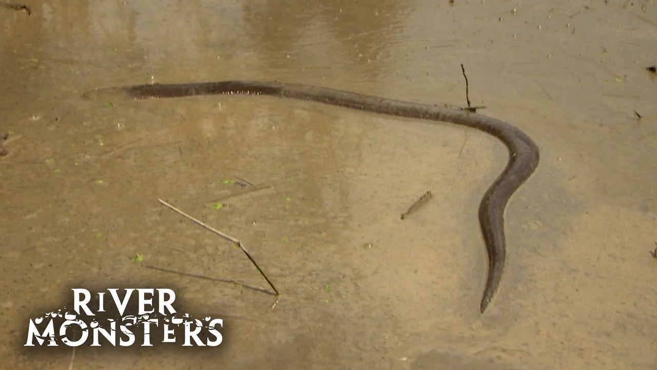 Electric Eels, Stingrays and Shark-like Wolf fish in the Amazon | River ...