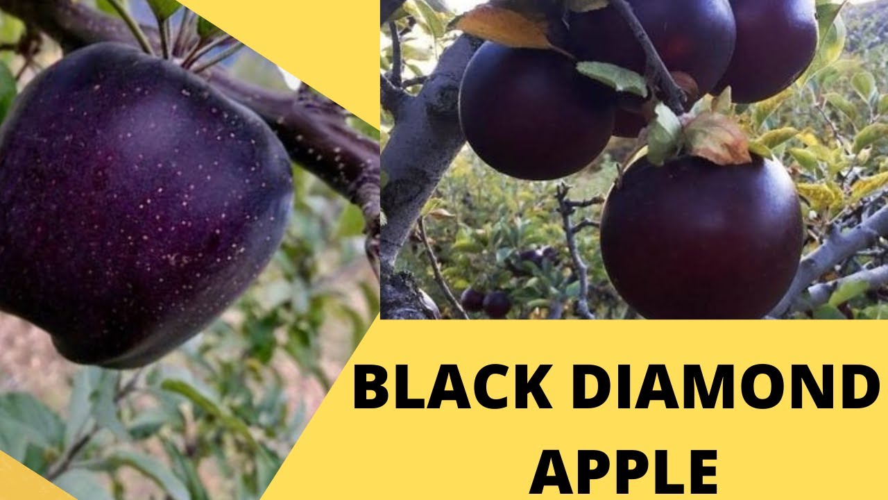 Health Benefits Of Black Diamond Apple - YouTube