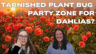 Tarnished plant bug management for cut flowers?