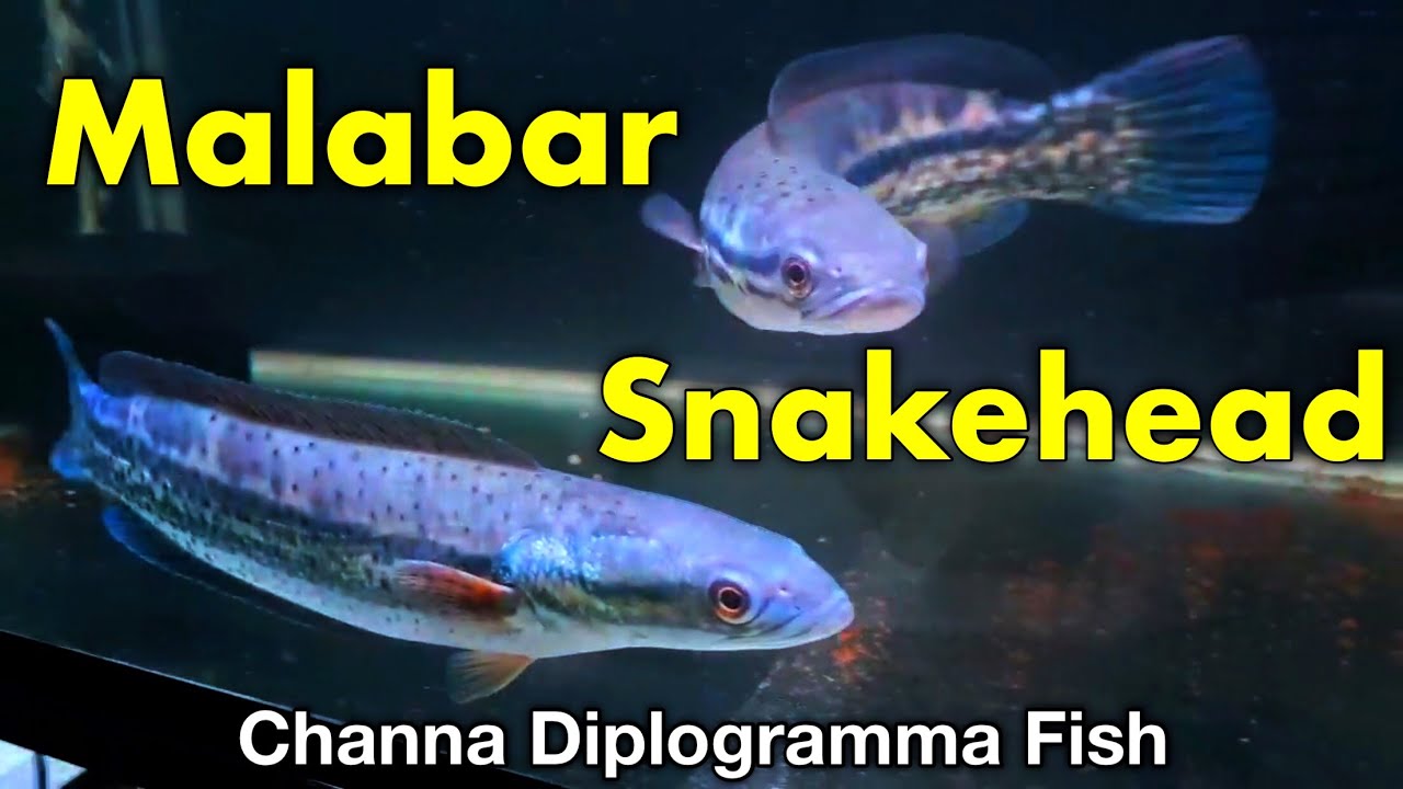 Malabar Snakehead (Channa Diplogramma) Fish - For Pets - YouTube