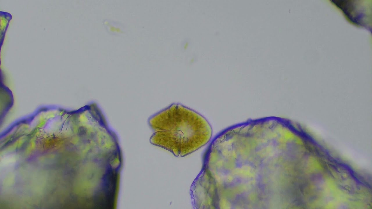 Akashiwo sanguinea - YouTube