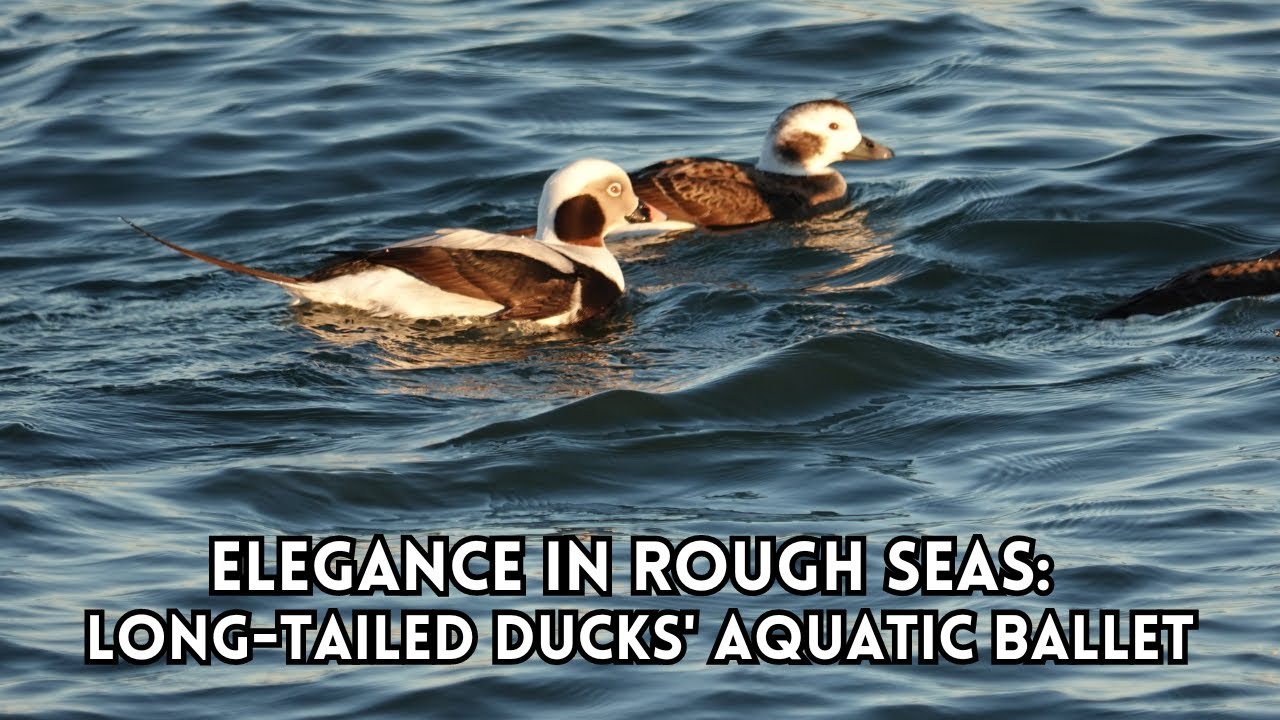 Navigating the Elements: Long-Tailed Ducks' Aquatic Ballet in High ...