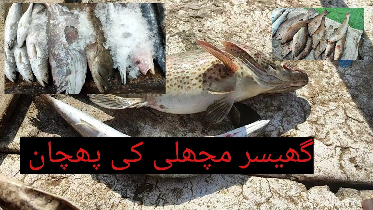 ghesar /grouper /hamour fish ki pehchan krne ka tariqa - YouTube