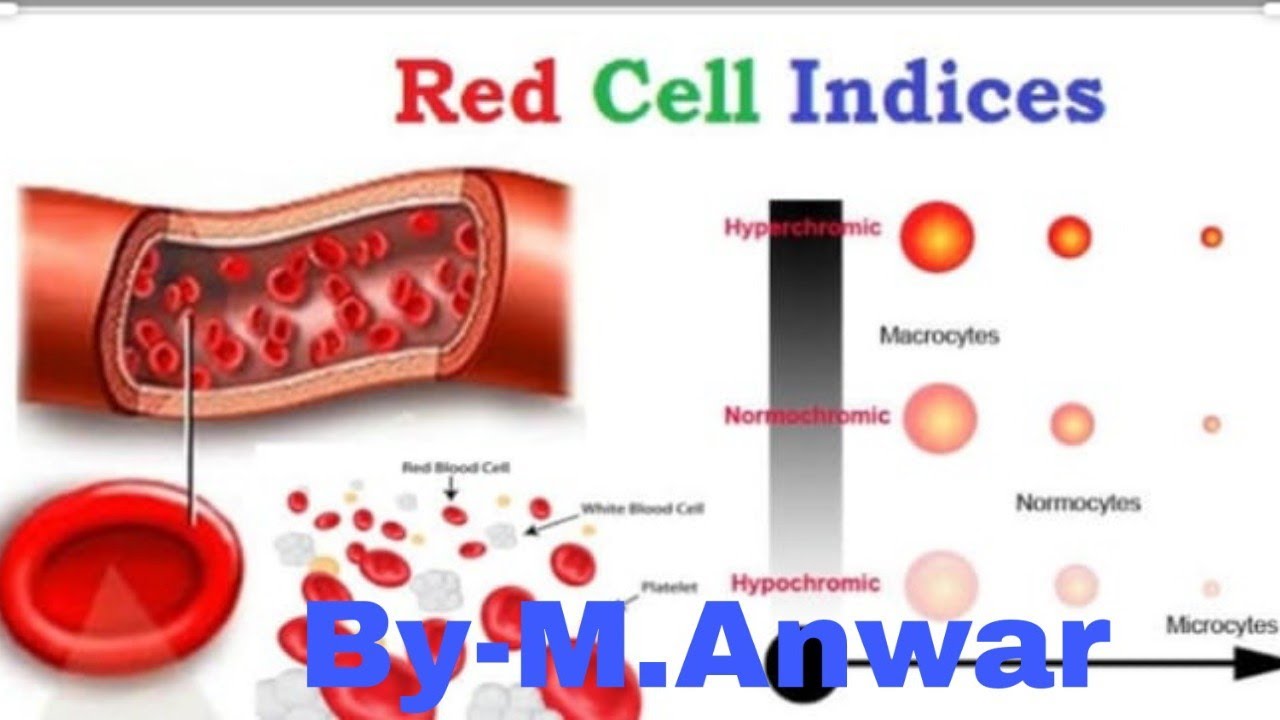 RBC Indices or Red cell Absolute Value - YouTube