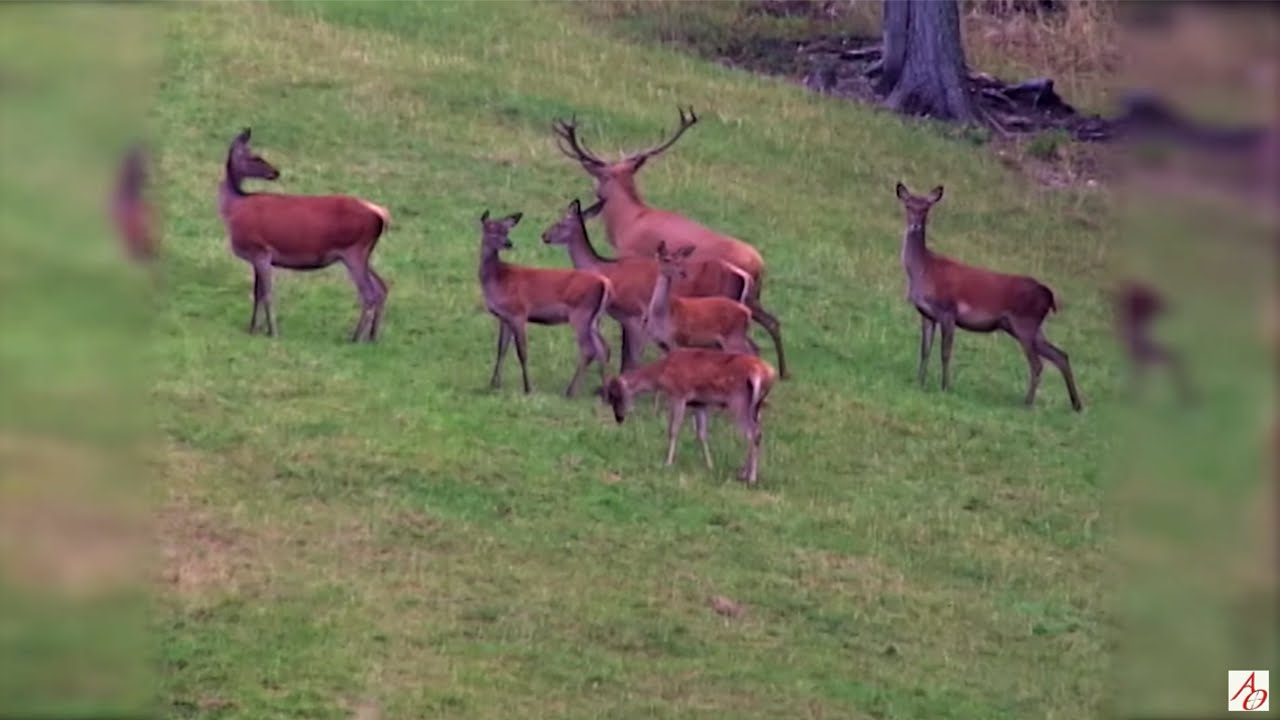 Fallow Deer, Mouflon, and Red Stag Hunt in Austria Full Show - YouTube