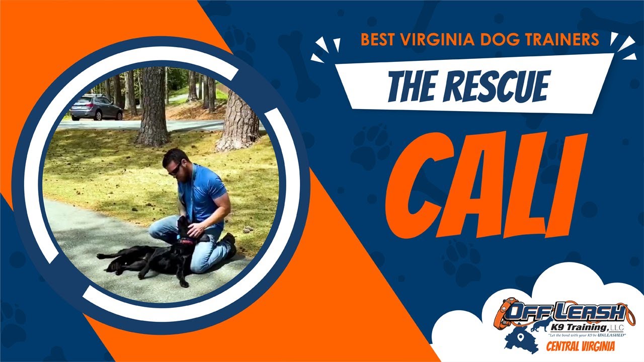 Cali the rescue Best Virginia Dog Trainers - YouTube