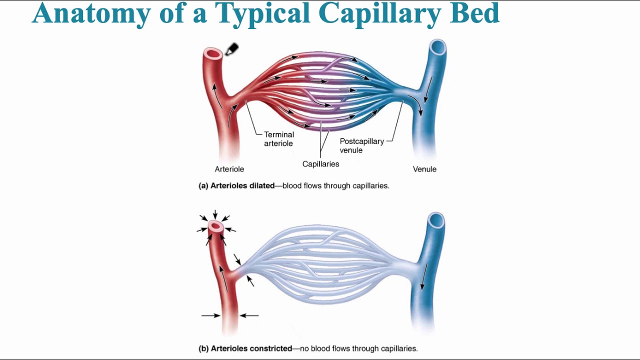Capillary Bed Labeled