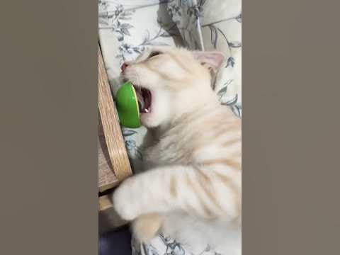 Kittens trying catnip😽 #cat #cute #funny #kitten #mew #catnip #shorts - YouTube