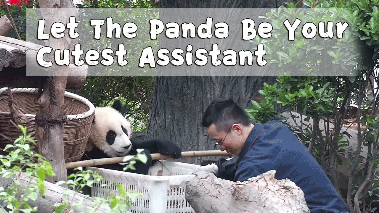 Let The Panda Be Your Cutest Assistant | iPanda - YouTube