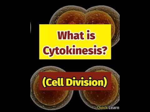 What is Cytokinesis? | Cell Division | Quick Learn #biology # ...