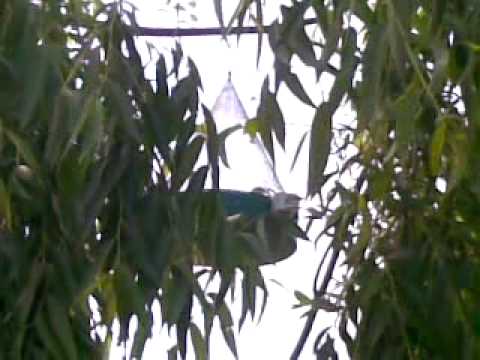 pitpalac bland - YouTube