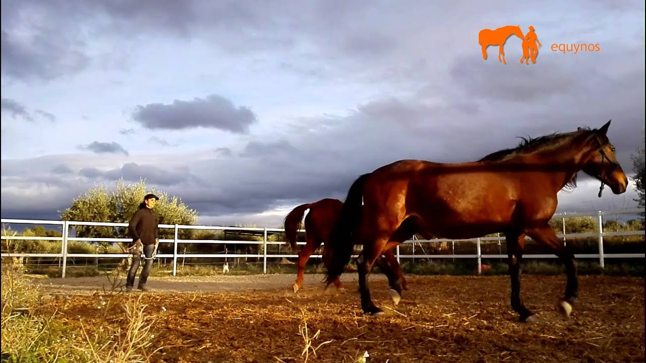 Jugando con caballos en libertad (yegua Dulcinea) - YouTube