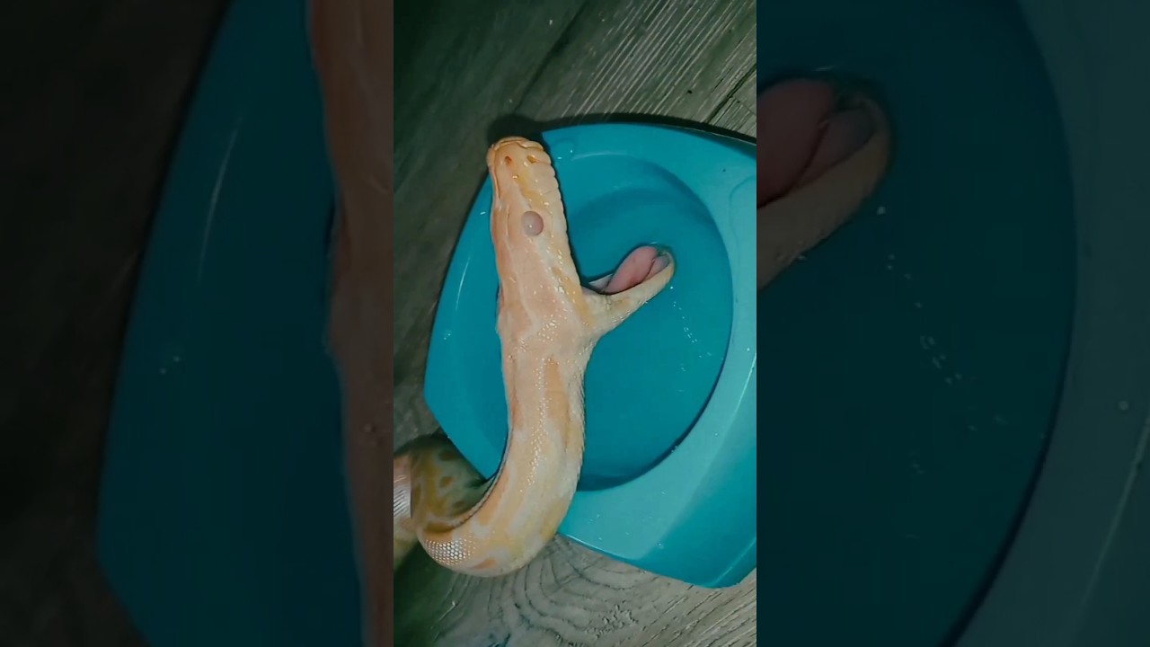 baby burmese python drink water 💦 #burmesepython #snakes #viralvideo # ...