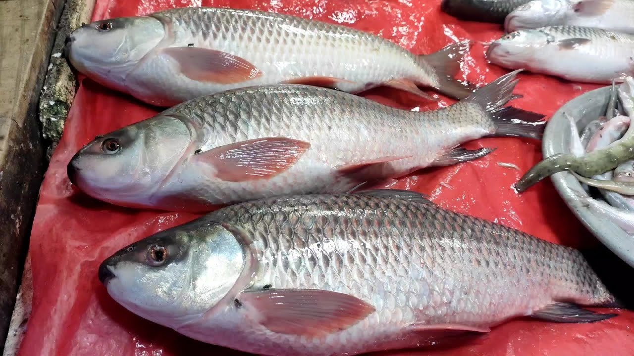 Incredible giant rohu fish cutting skills & huge fish cutting knife ...